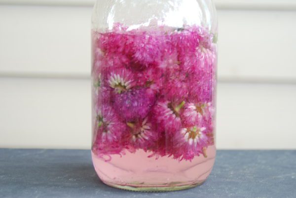 How to Make Chive Blossom Vinegar - The Coeur d'Alene Coop