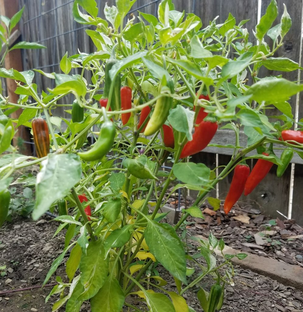 Fish Pepper — The Coeur d'Alene Coop