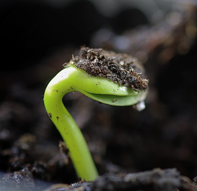 Garden Seed Life & Germination Testing for Home Gardeners - The Coeur d ...
