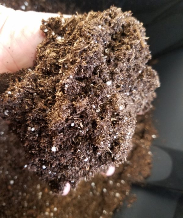 Growing Vegetables from Seed: Part 2, How to Start Seeds Indoors - The ...