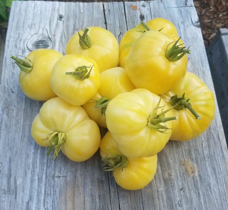 White Tomesol Tomato — The Coeur d'Alene Coop