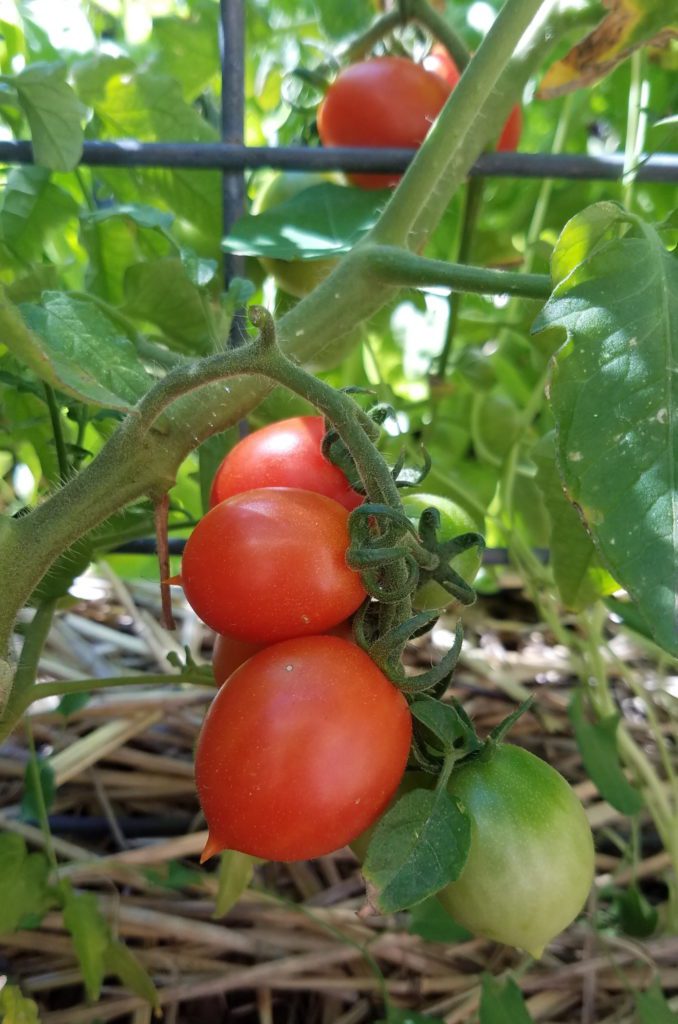Principe Borghese Tomato - The Coeur d'Alene Coop