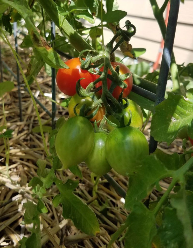 Principe Borghese Tomato — The Coeur d'Alene Coop