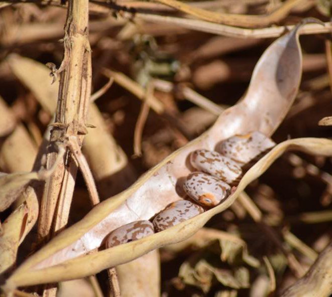 Easy Seed Saving for the Home Gardener — The Coeur d'Alene Coop