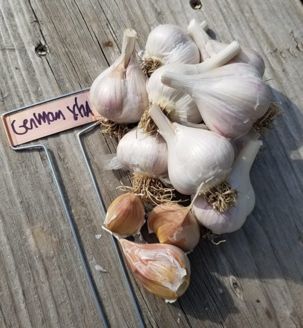 Garlic Types to Grow in the Home Garden — The Coeur d'Alene Coop