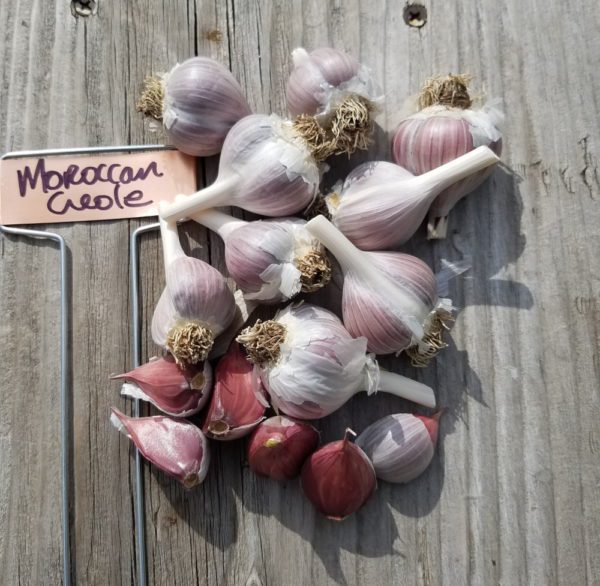 Garlic Types to Grow in the Home Garden — The Coeur d'Alene Coop