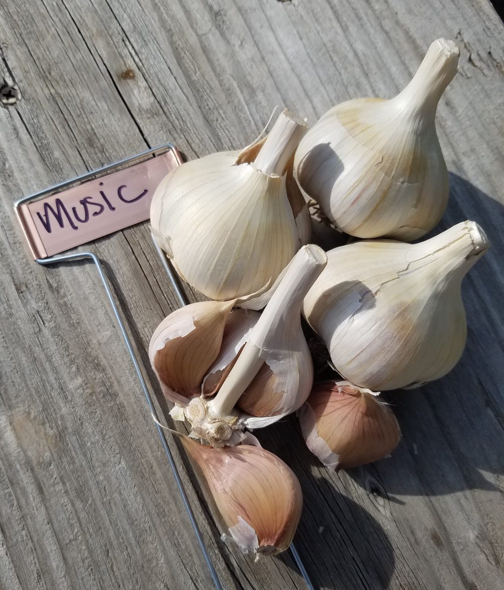 Garlic Types to Grow in the Home Garden - The Coeur d'Alene Coop