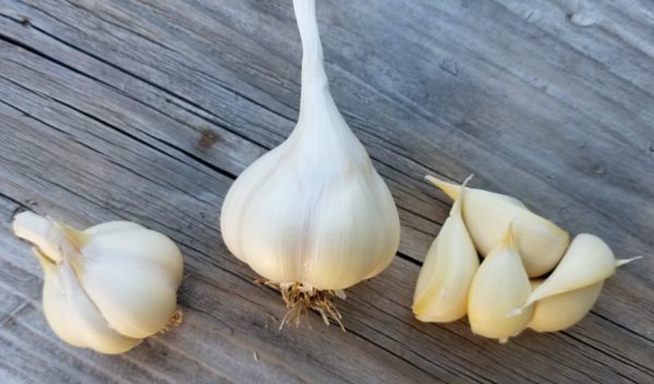 Garlic Types to Grow in the Home Garden — The Coeur d'Alene Coop