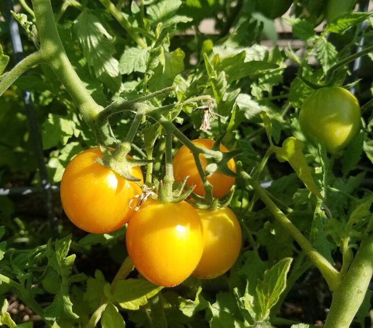 Sunrise Bumblebee Tomato — The Coeur d'Alene Coop