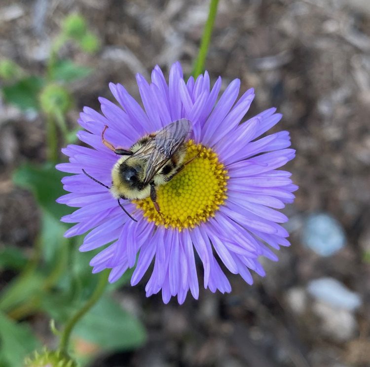 Podcast Episode #6: How to Attract Native Bees to Your Garden - The ...