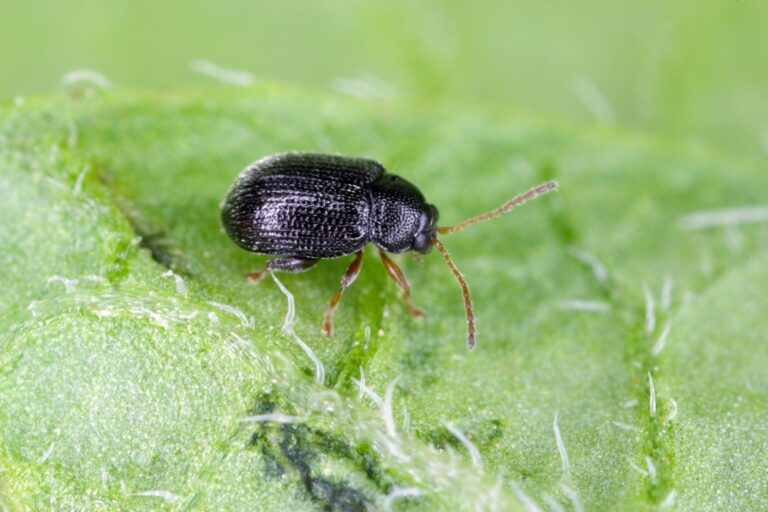 How to Identify Common Insect Pests in Tomatoes — The Coeur d'Alene Coop