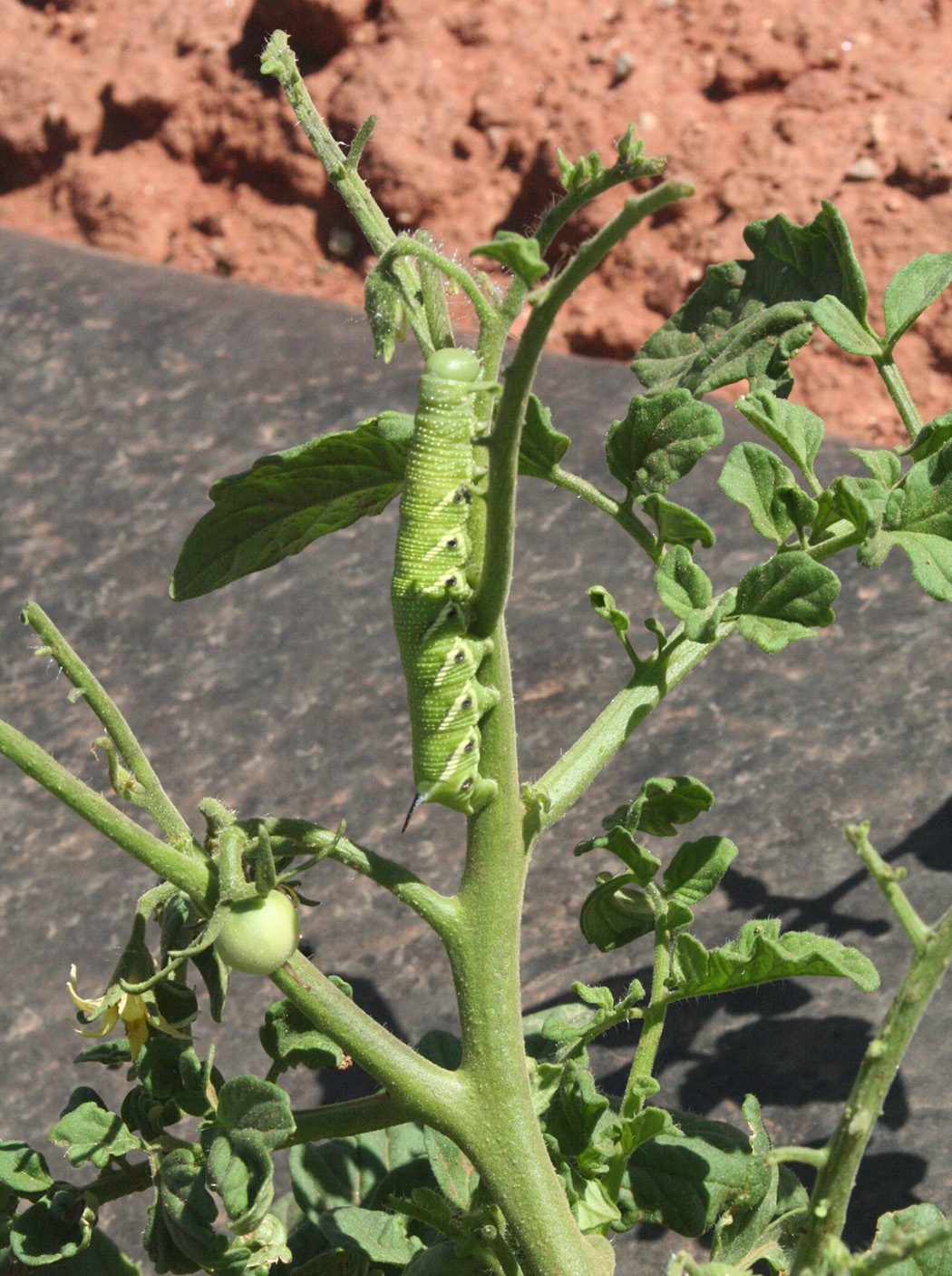 How to Identify Common Insect Pests in Tomatoes — The Coeur d'Alene Coop