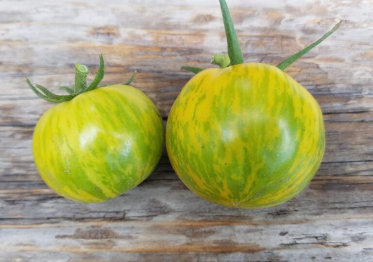 How To Tell When Green Tomato Varieties are Ripe — The Coeur d'Alene Coop