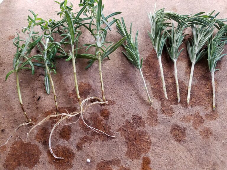 How to Create Rosemary Plants from the Produce Aisle — The Coeur d ...