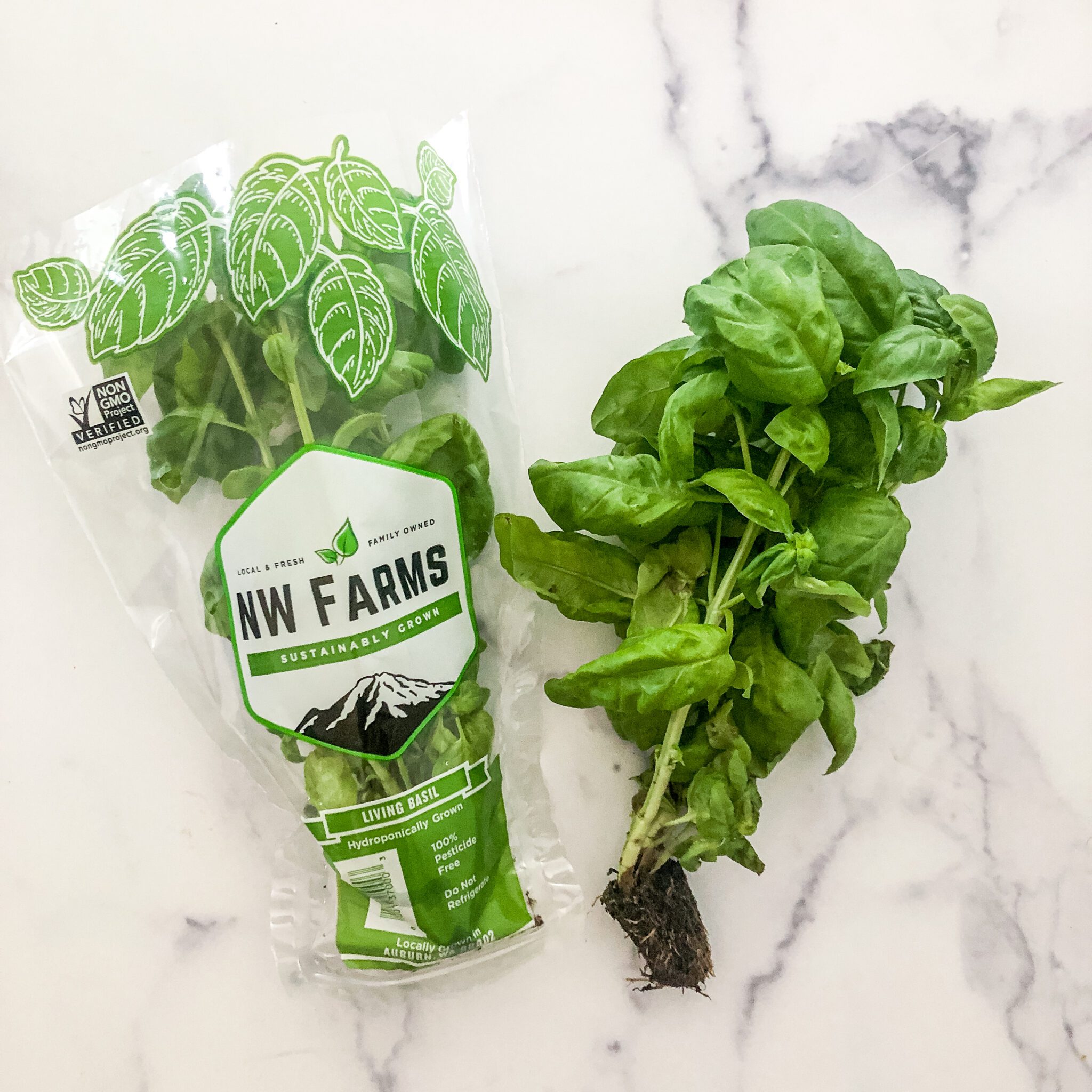 How to Create Rosemary Plants from the Produce Aisle — The Coeur d ...