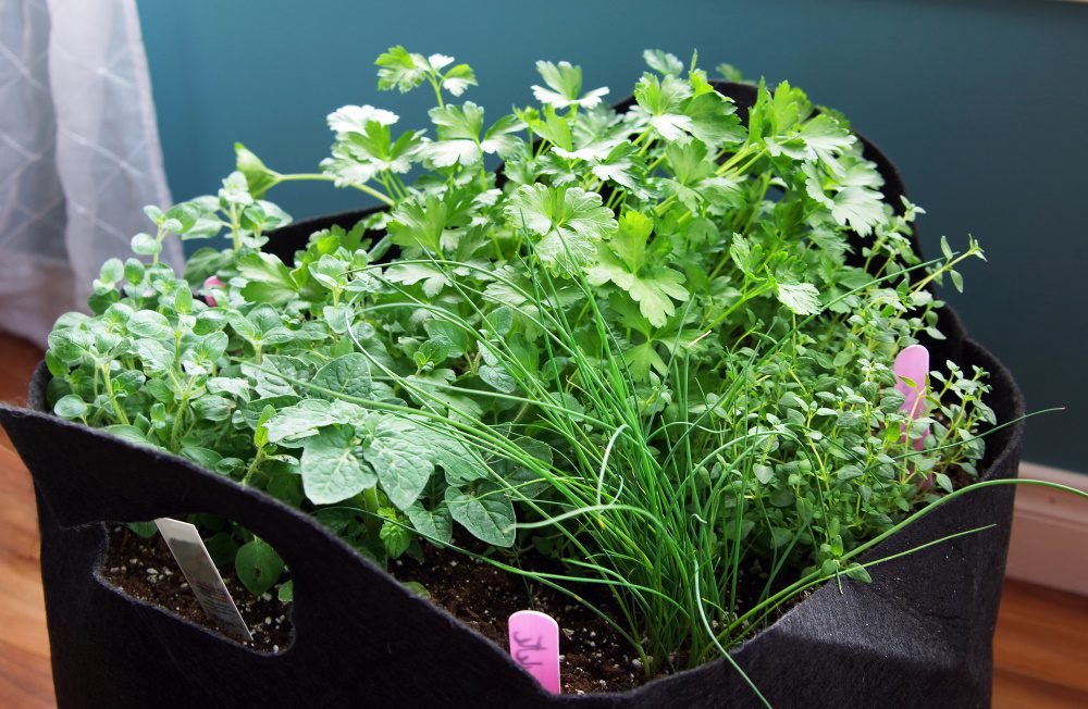 15: Growing Herbs Indoors, It's Easy and Fun! - The Coeur d'Alene Coop
