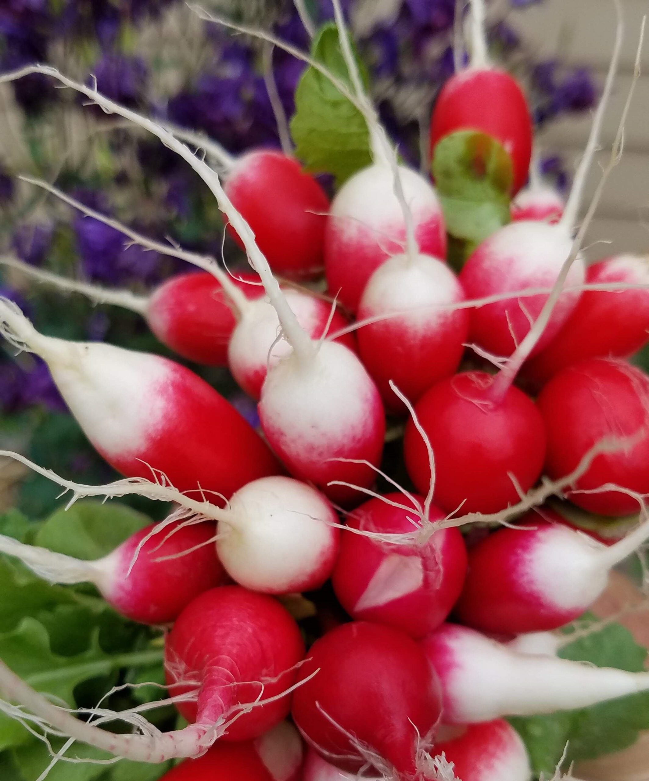 Quick Spring Crops to Grow In Your Garden Now - The Coeur d'Alene Coop