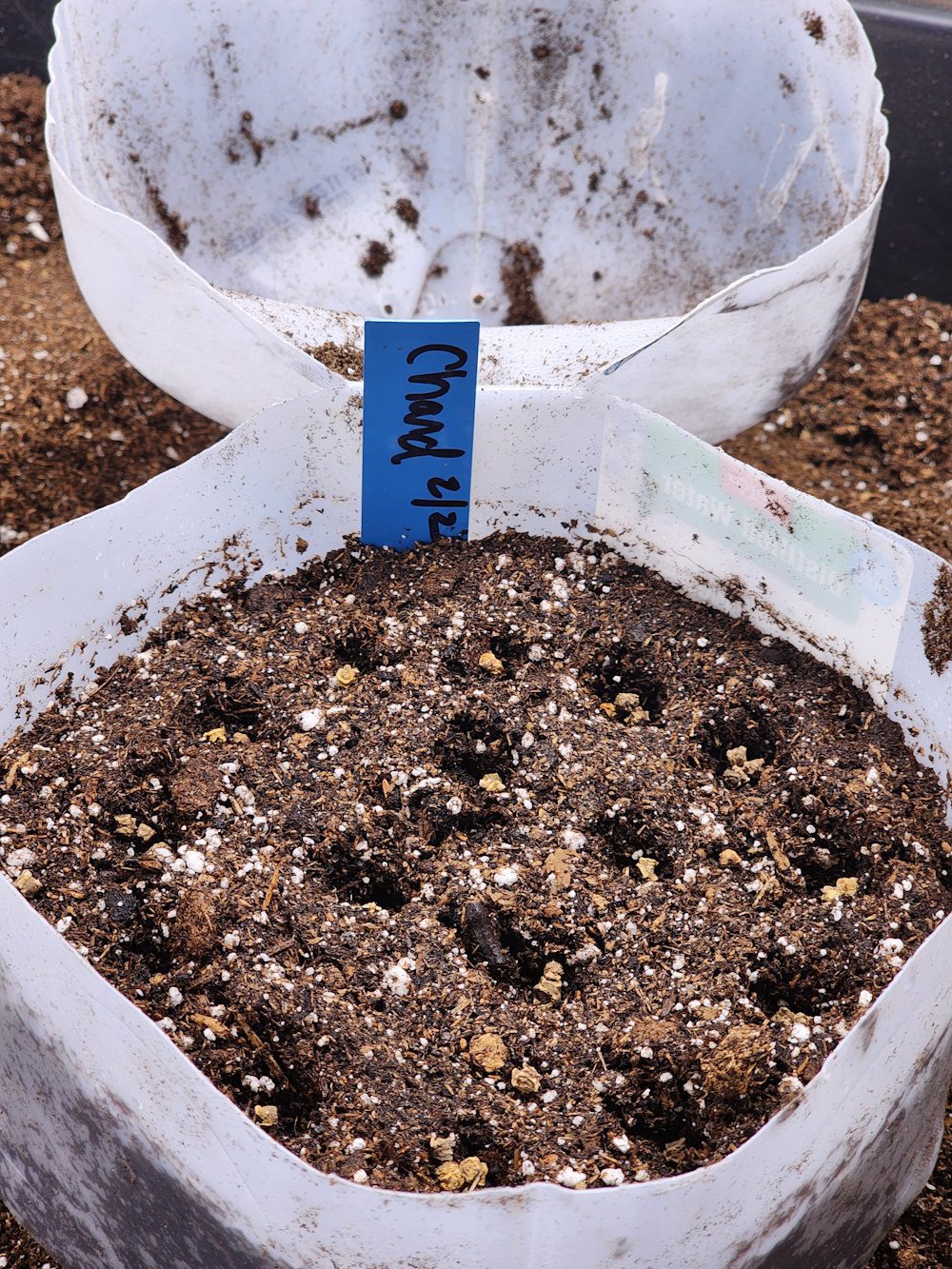 Winter Sowing: How to Successfully Start Seeds Outside in Winter — The ...
