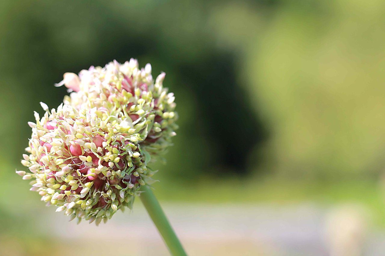 Understanding Garlic Scapes and How to Use Them — The Coeur d'Alene Coop