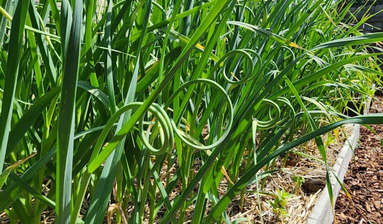 Understanding Garlic Scapes and How to Use Them — The Coeur d'Alene Coop