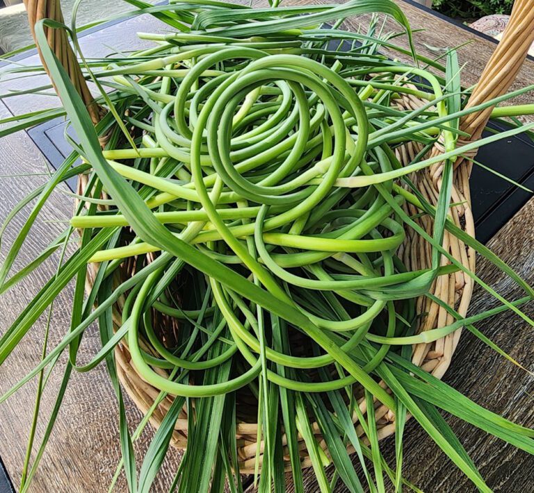 Understanding Garlic Scapes and How to Use Them — The Coeur d'Alene Coop