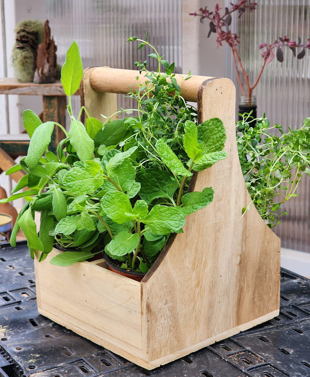 Winter Gardening: How to Grow Fresh Herbs Indoors All Season Long - The ...