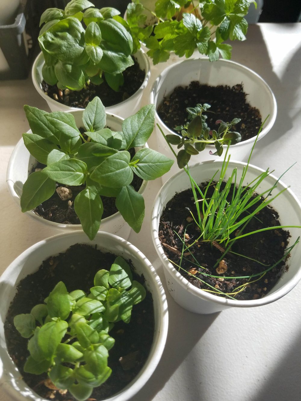 Winter Gardening: How to Grow Fresh Herbs Indoors All Season Long — The ...
