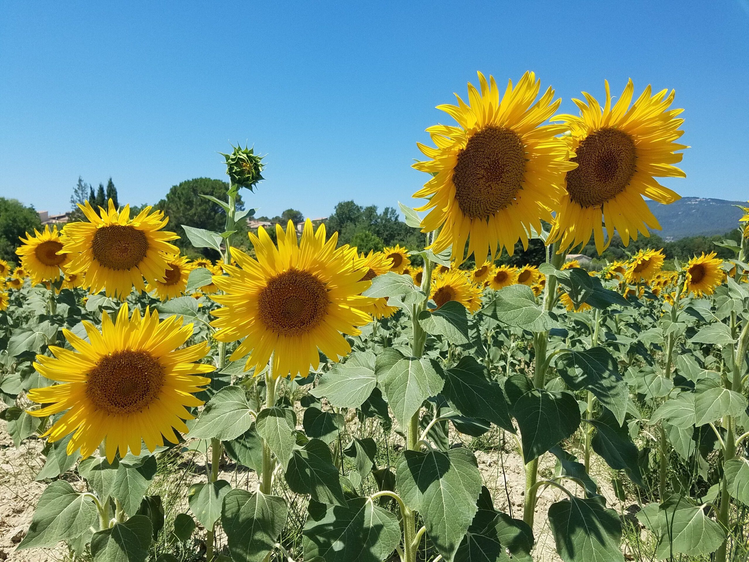 Ten of the Best Easy to Grow, Feel-good Garden Plants - The Coeur d ...