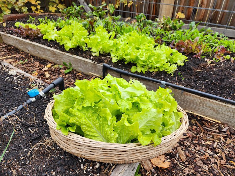 Before Tomatoes Go In, Start A Cool-Season Vegetable Garden Now - The ...